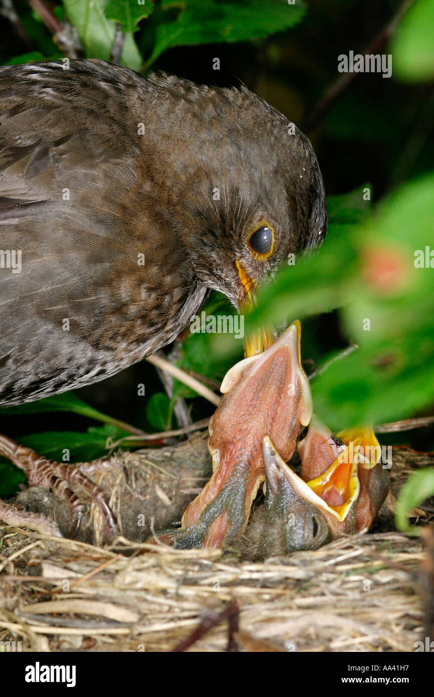 Blackbird with june animals Stock Photo - Alamy