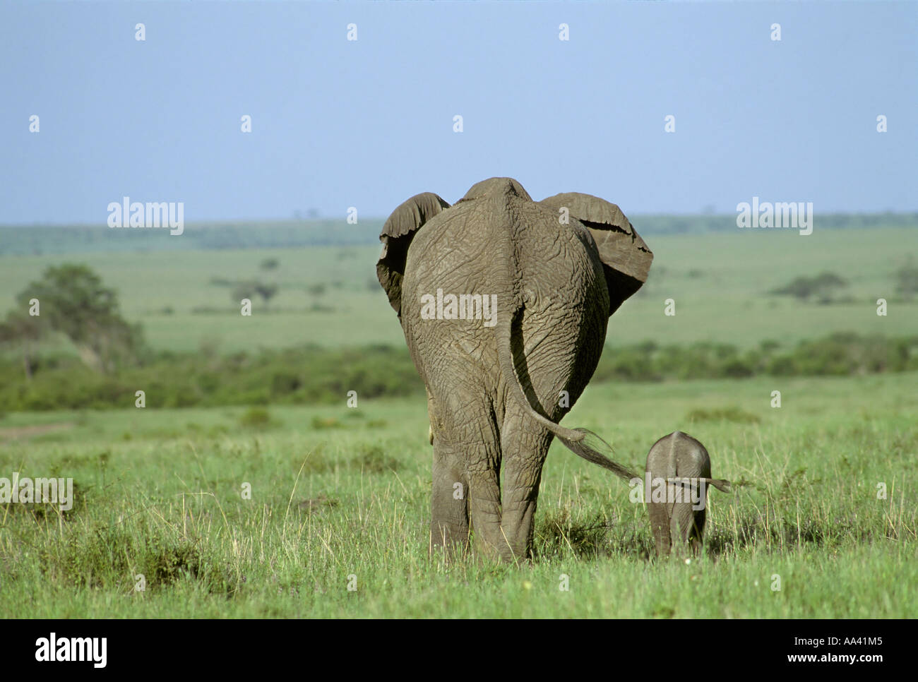 Elephant with cub from behind hi-res stock photography and images - Alamy