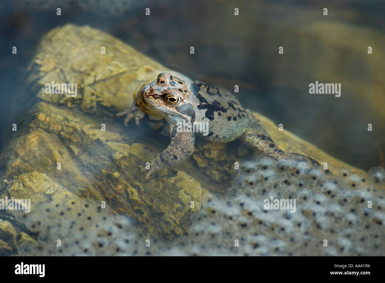 Water frog pool frog ( Rana esculenta) sitting near by frog spawn on ...