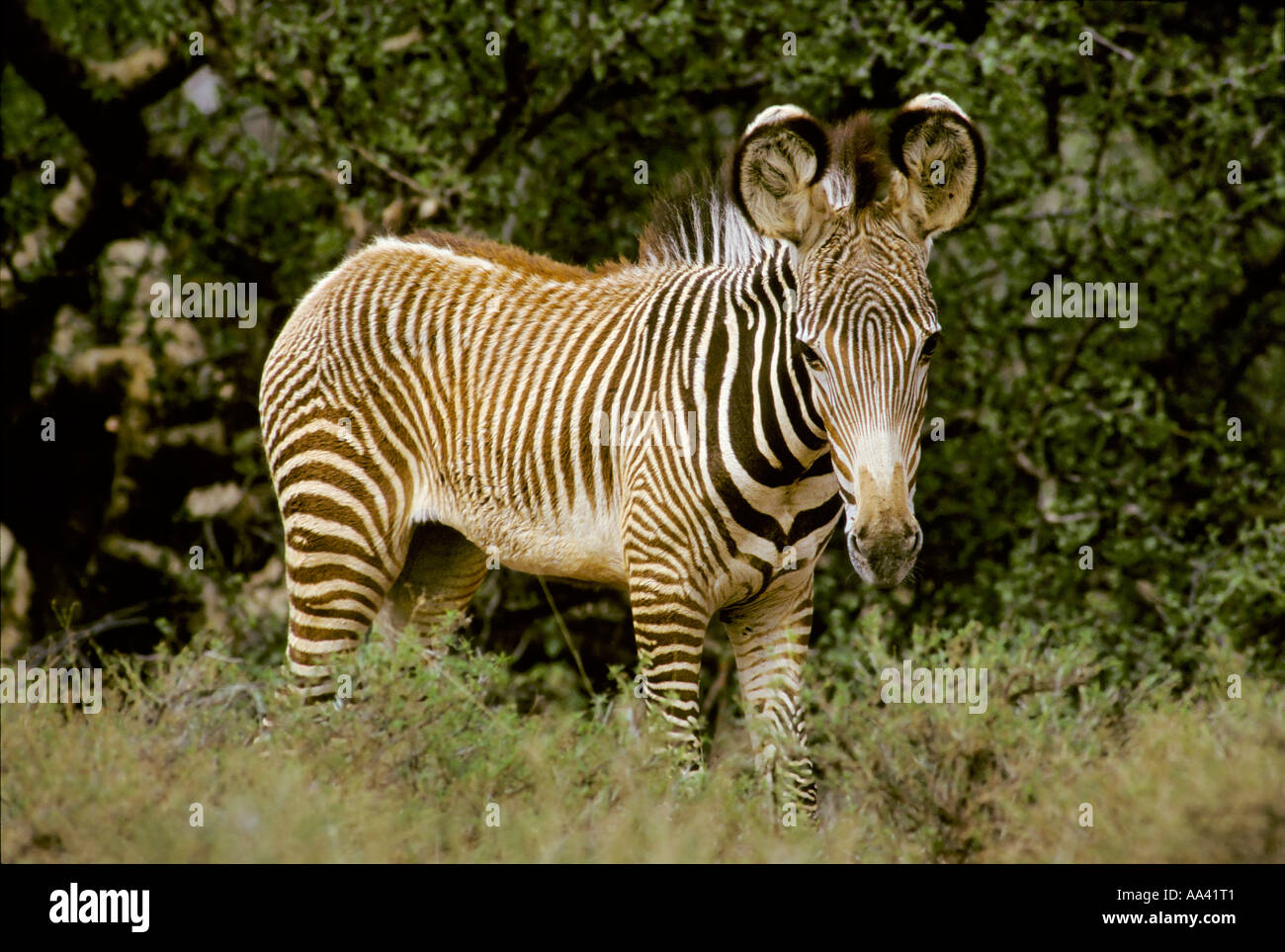 Grevy´s Zebra foal ( Equus grevyi ) - Samburu National Reserve - Kenya ...