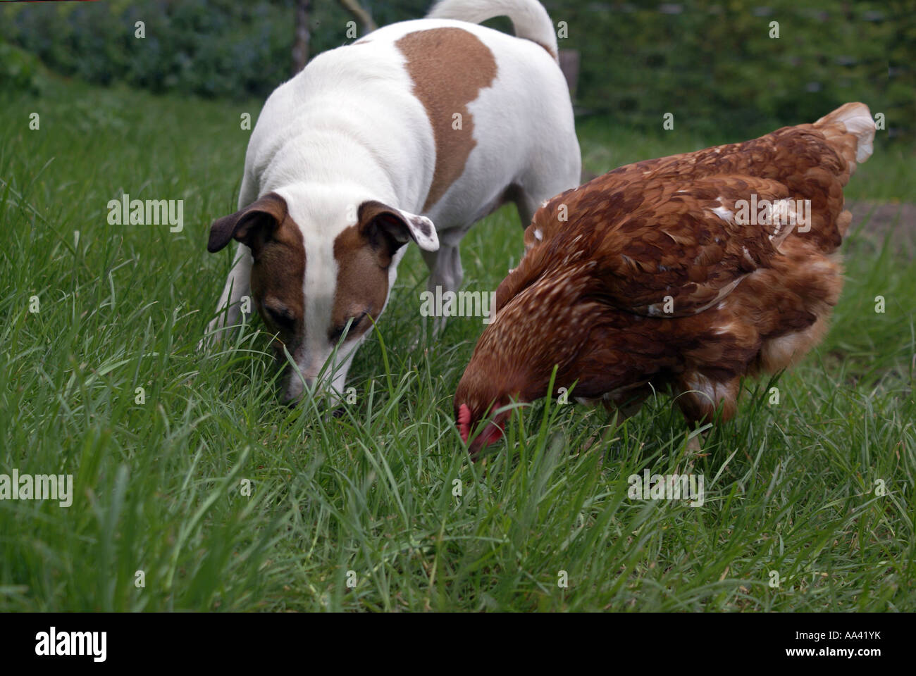 Dog interacting with Chicken Stock Photo - Alamy