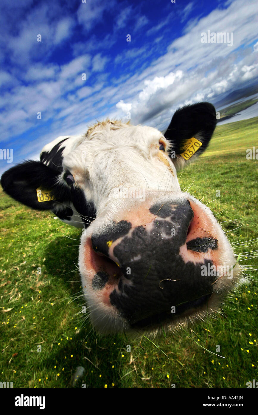 Cow head in green field with blue sky in Ireland Stock Photo - Alamy