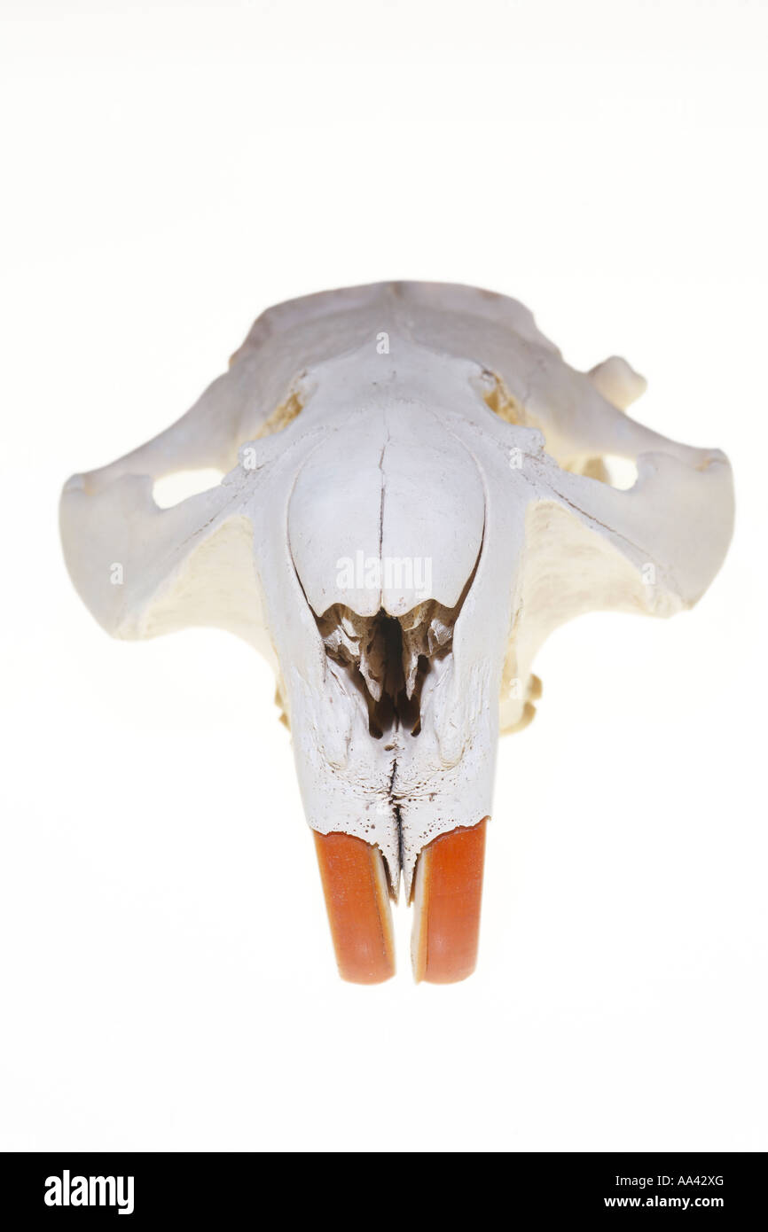 Beaver skull on white background Stock Photo - Alamy