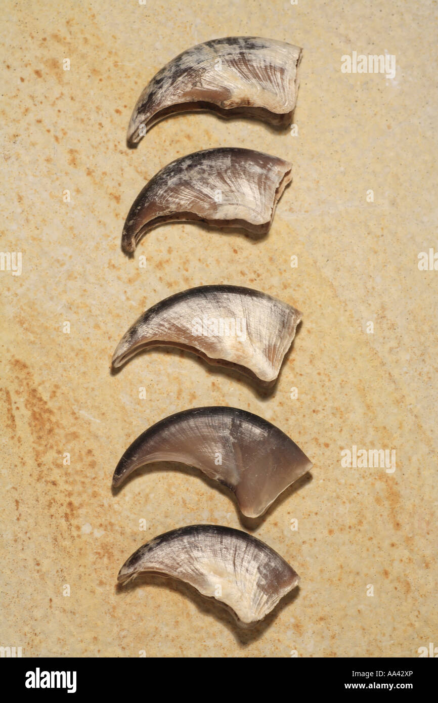 Claws from a black bear Stock Photo - Alamy
