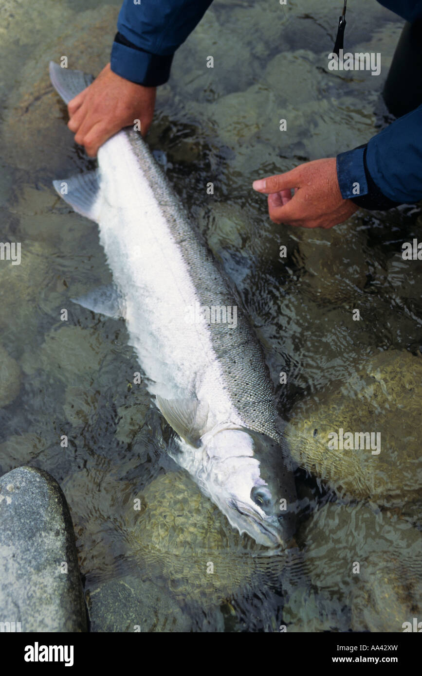 Summer run steelhead prior to release Dean river British Columbia Stock ...