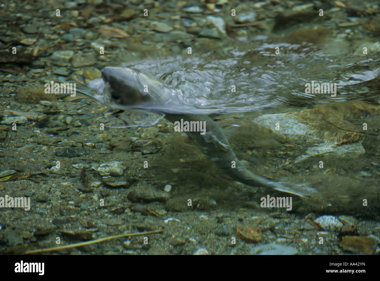 Female Chum salmon digging redd Fish Creek Spawing Channel Hyder Alaska ...
