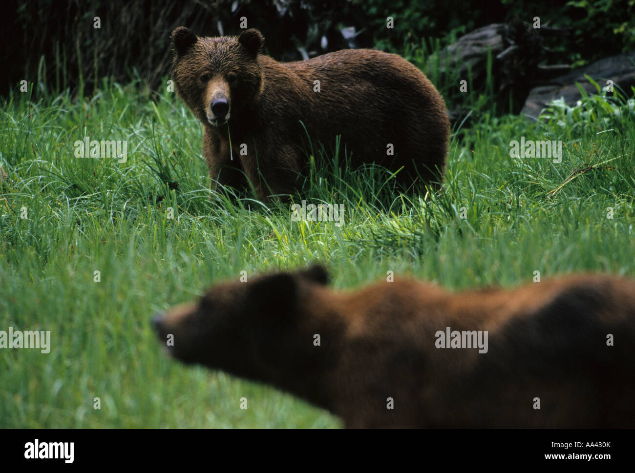 Knight inlet estuary hi-res stock photography and images - Alamy