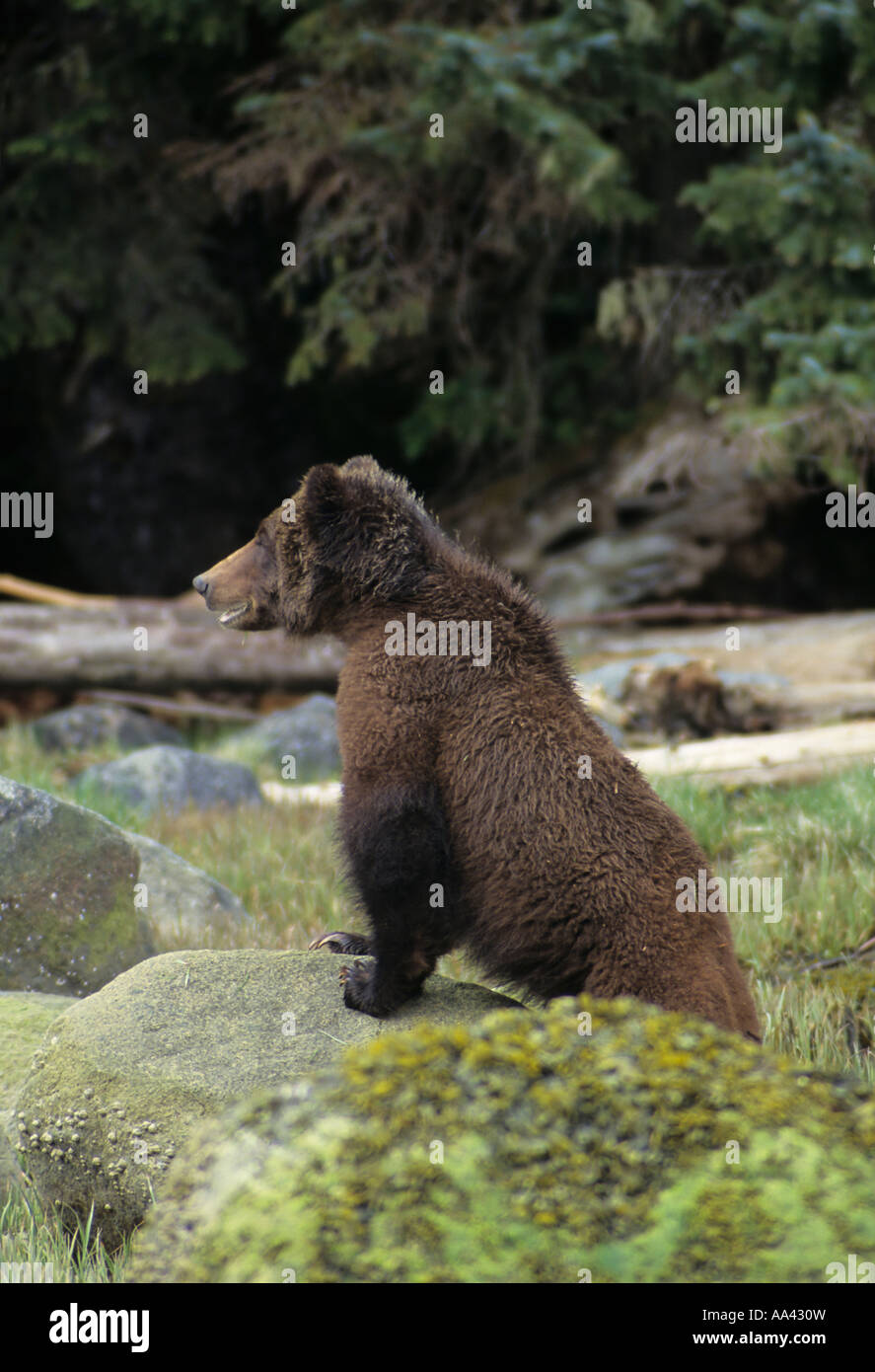 Grizzly bear Knight Inlet British Columbia Stock Photo - Alamy