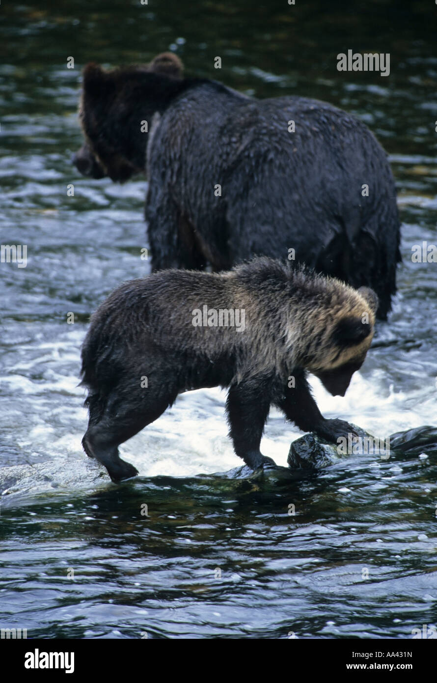 Grizzly bear sow with cub salmon fishing in creek Knight Inlet British ...