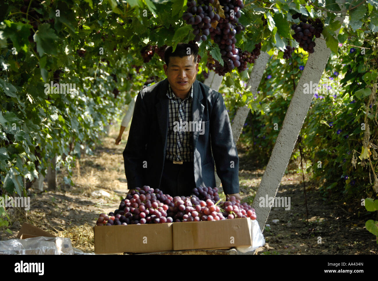 Man pushes a cart with grapes in a vineyard during an annual grape ...