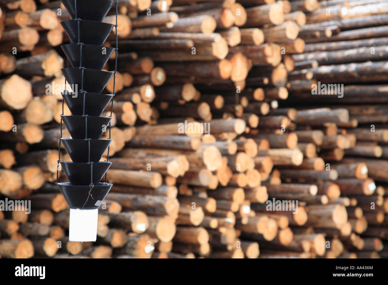 Mountain Pine Beetle trap in sawmill logyard Smithers British Columbia ...
