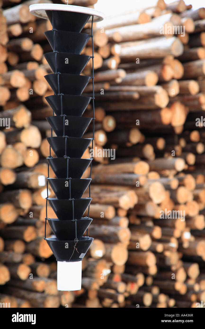 Mountain Pine Beetle trap in sawmill logyard Smithers British Columbia ...