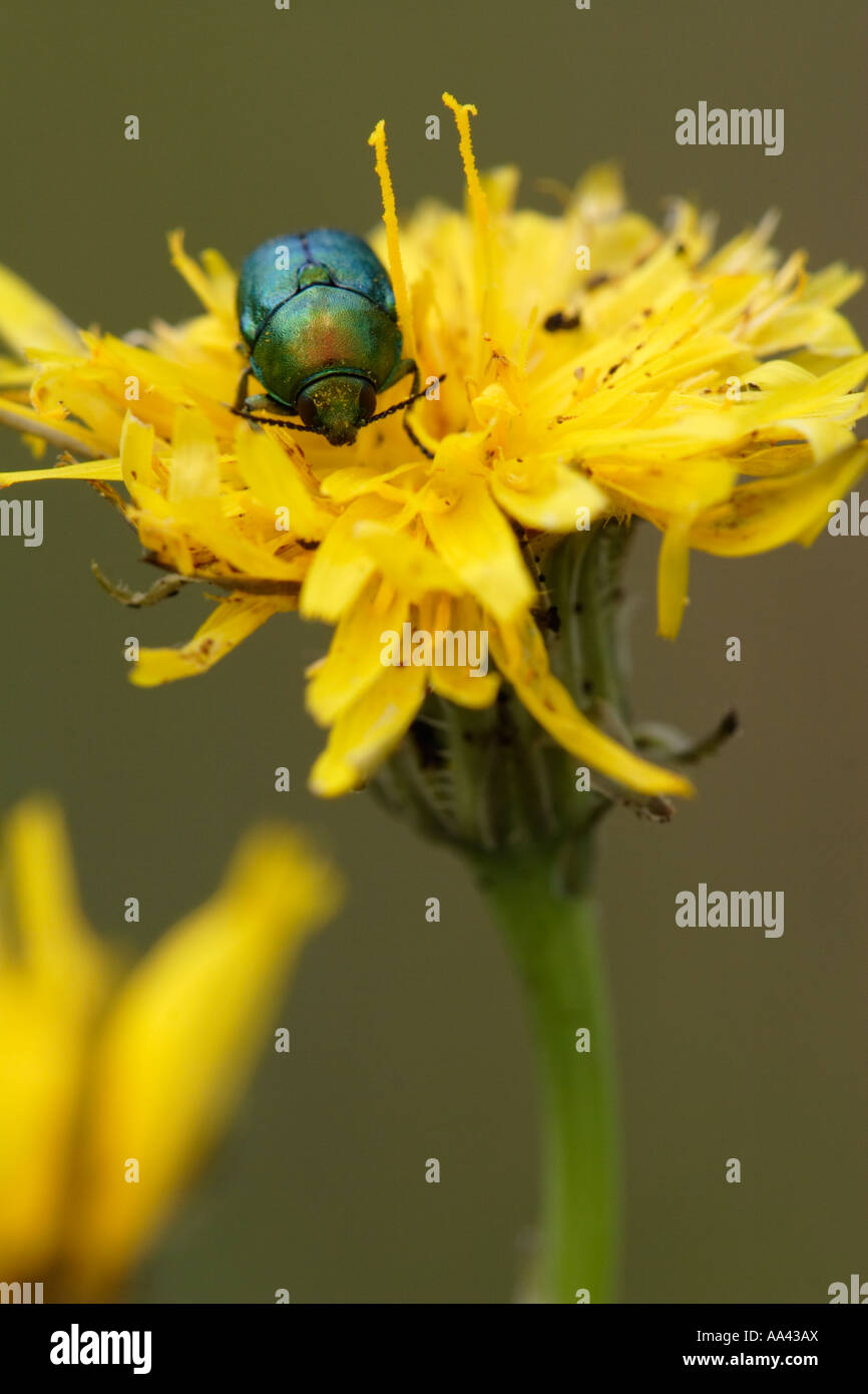 Cryptocephalus sericeus, a leaf beetle Stock Photo - Alamy