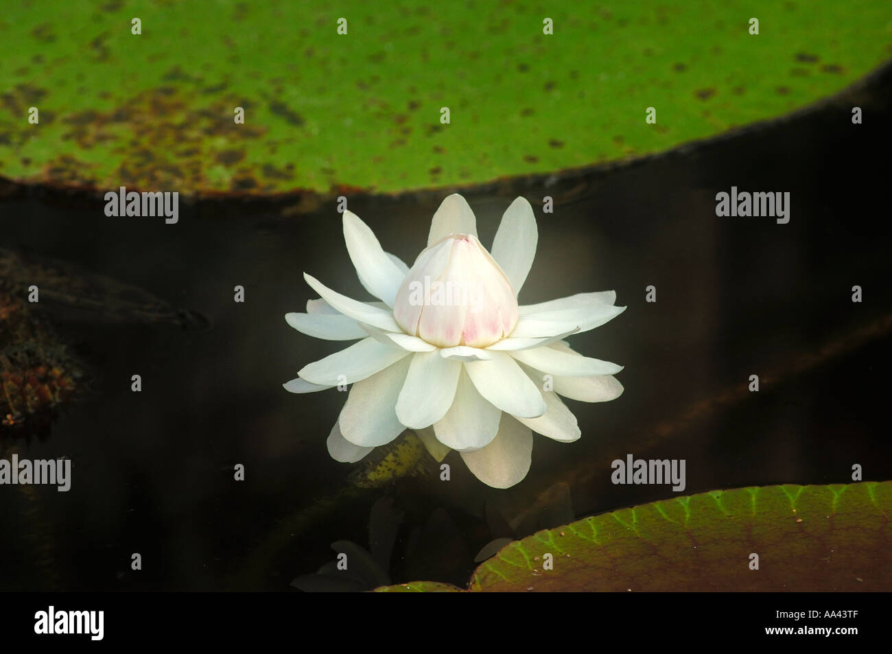 Victoria regia nature reserve hi-res stock photography and images - Alamy