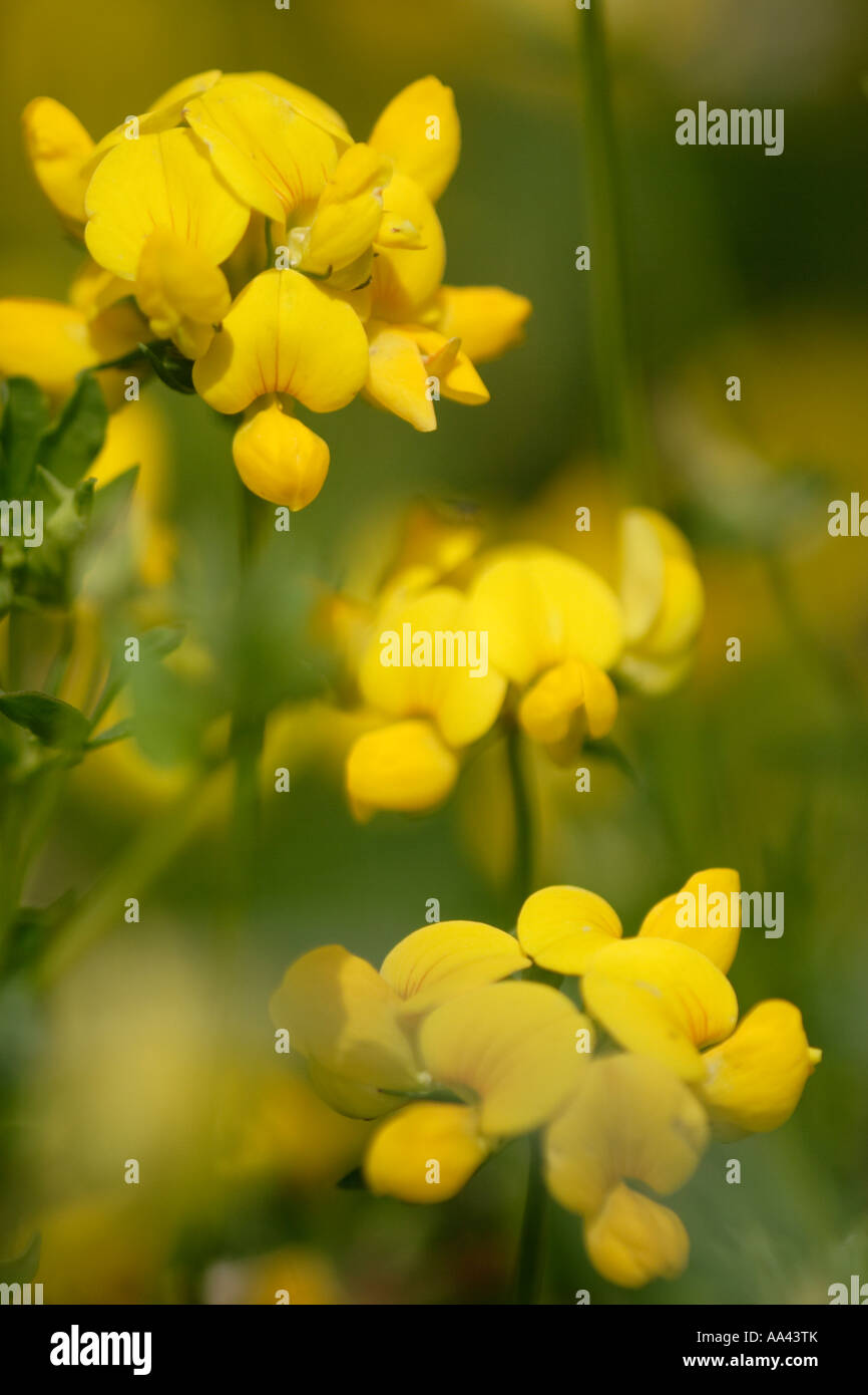 Furze hi-res stock photography and images - Alamy