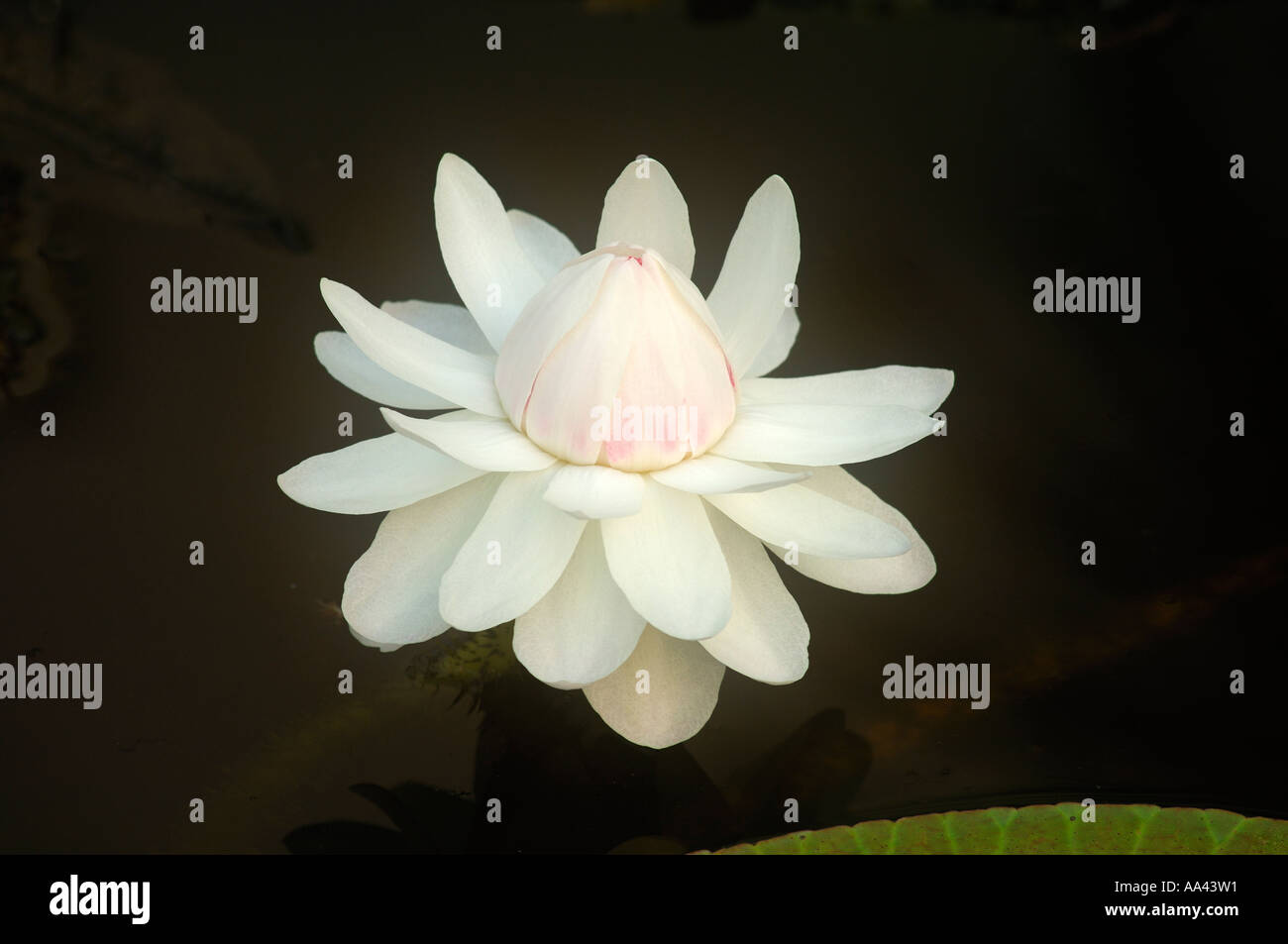 Victoria Water Lily Victoria regia Stock Photo - Alamy