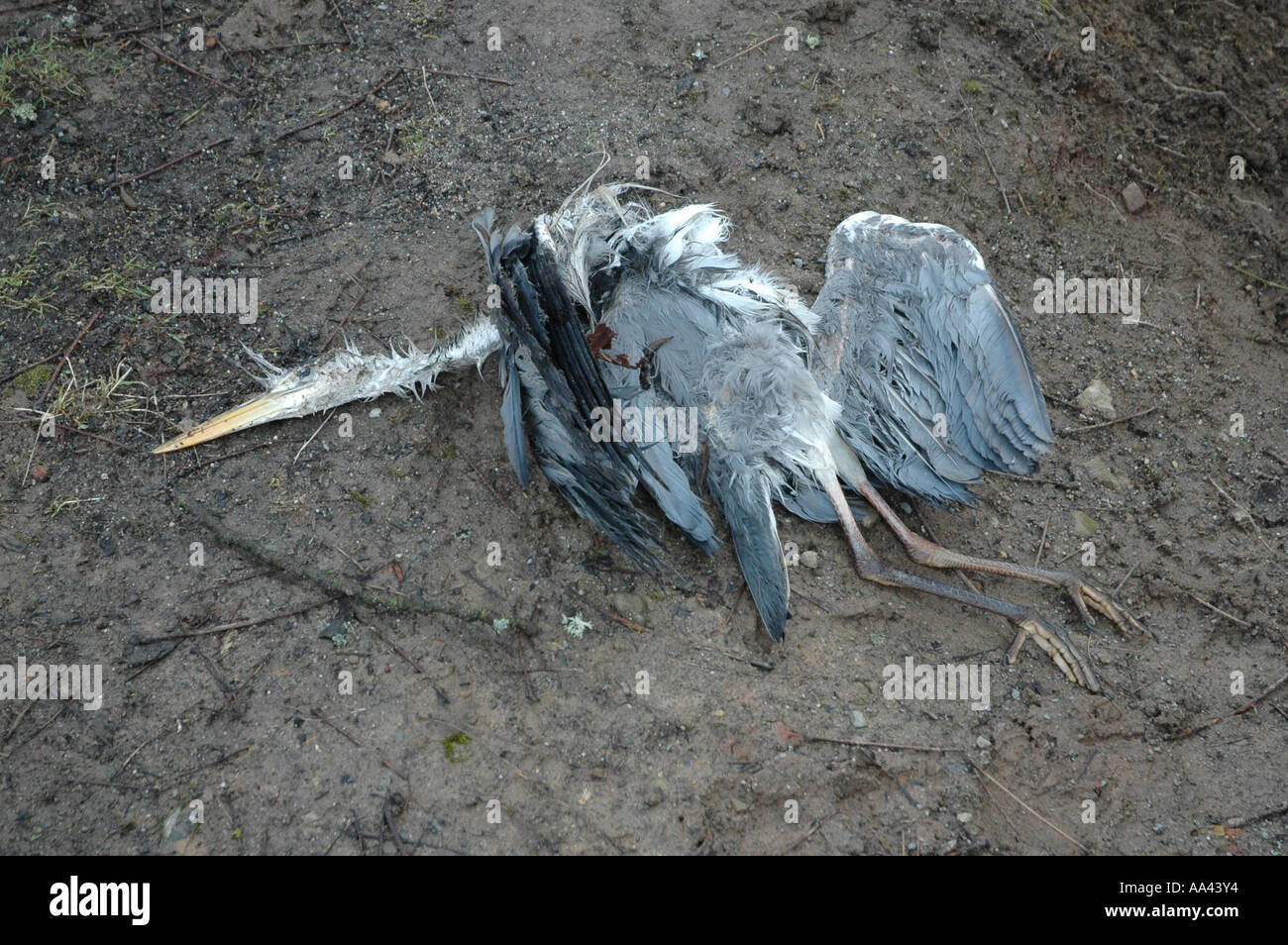Lying dead body death the end hi-res stock photography and images - Alamy