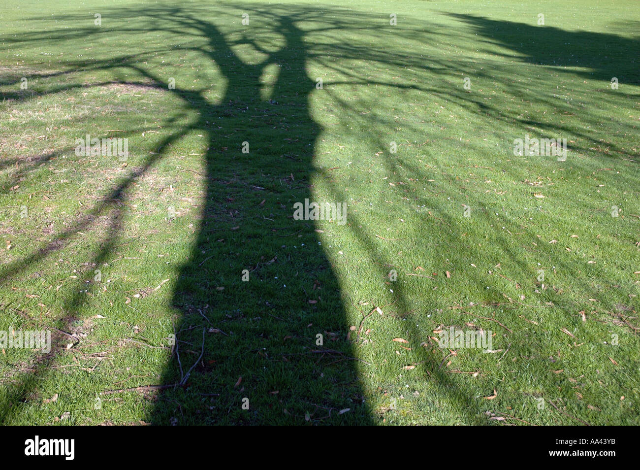 Shadow of a tree on a green lawn Stock Photo - Alamy