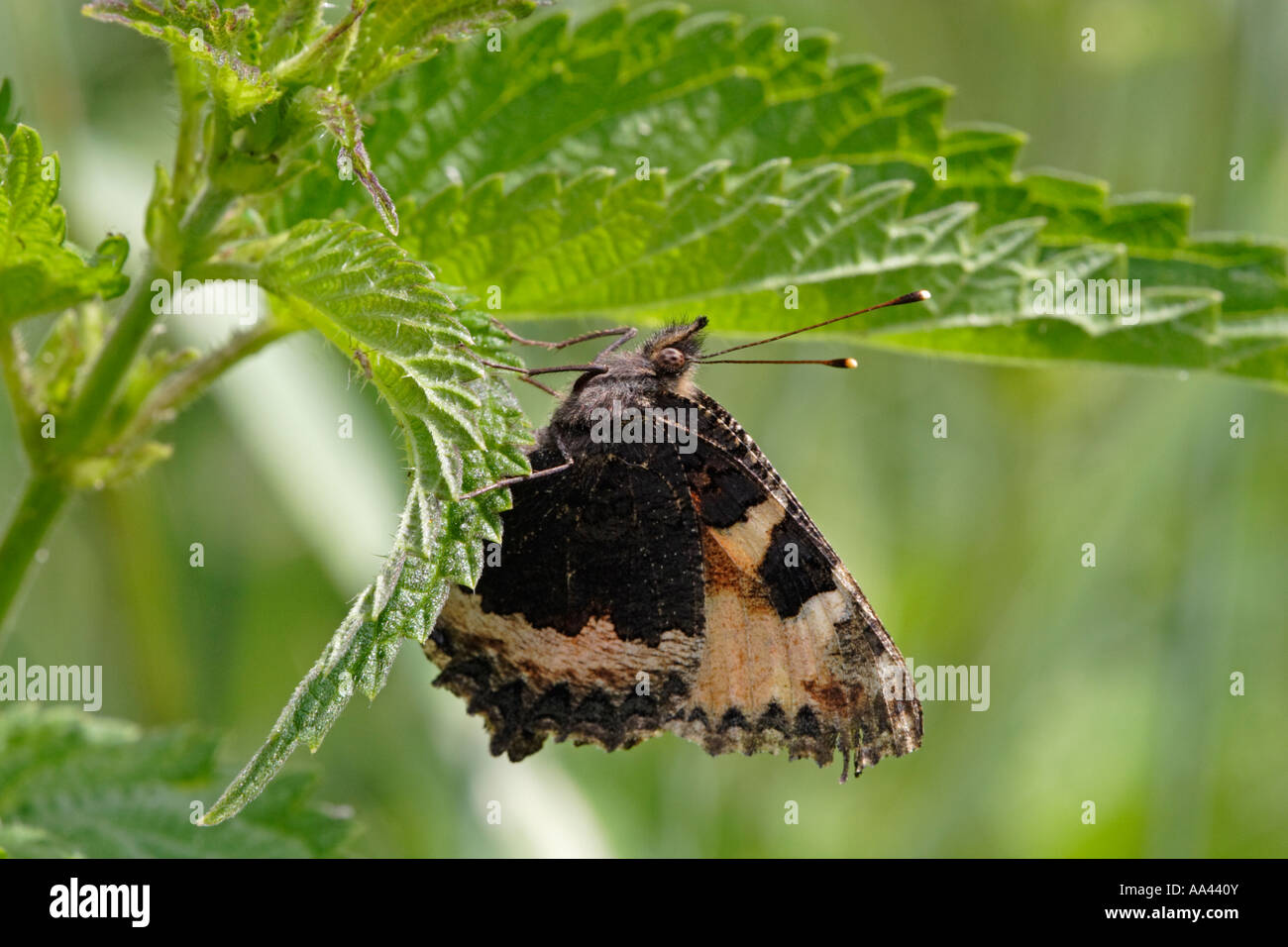 Small Tortoiseshell Butterfly on stinging nettle (Nymphalis urticae ...