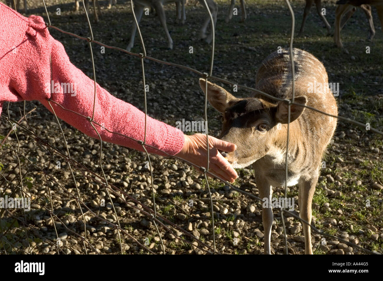 Mature woman zoo hi-res stock photography and images - Alamy