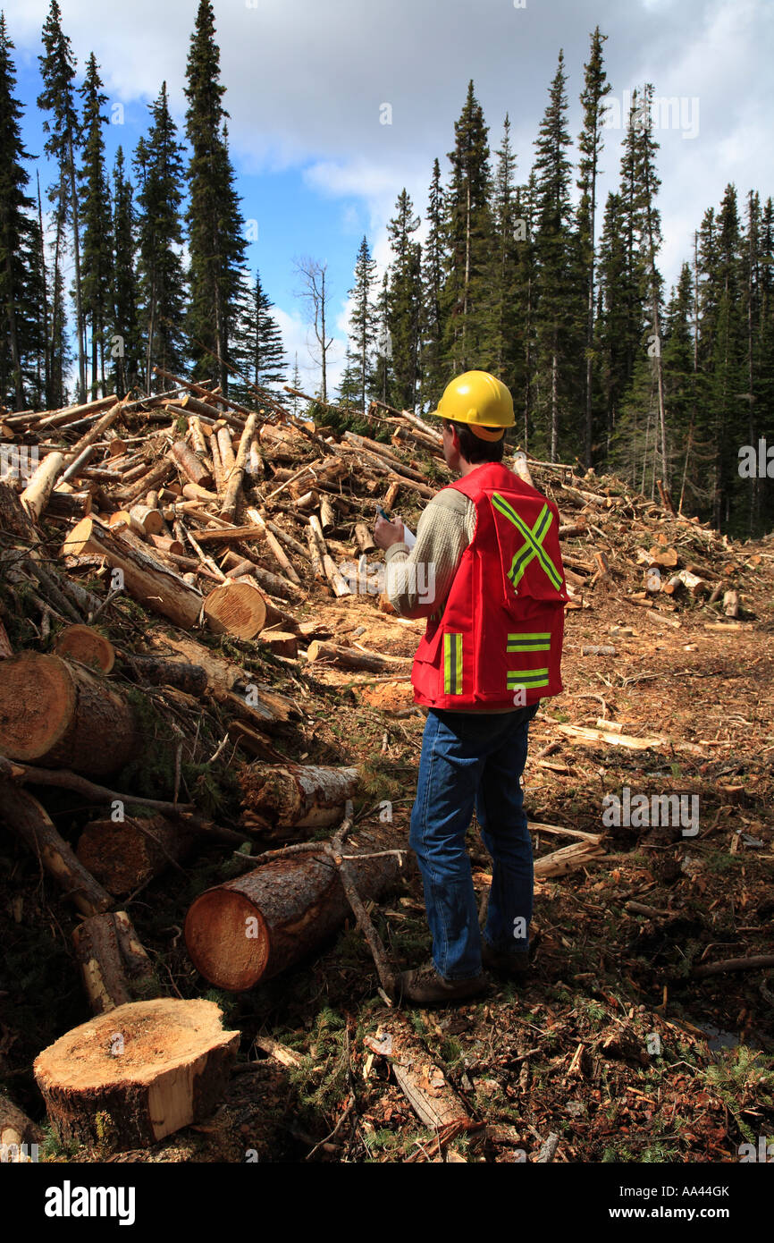 Forest worker examining beetle kill cutblock Smithers British Columbia ...
