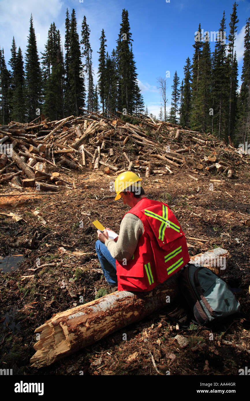 Forest worker examining beetle kill cutblock Smithers British Columbia ...