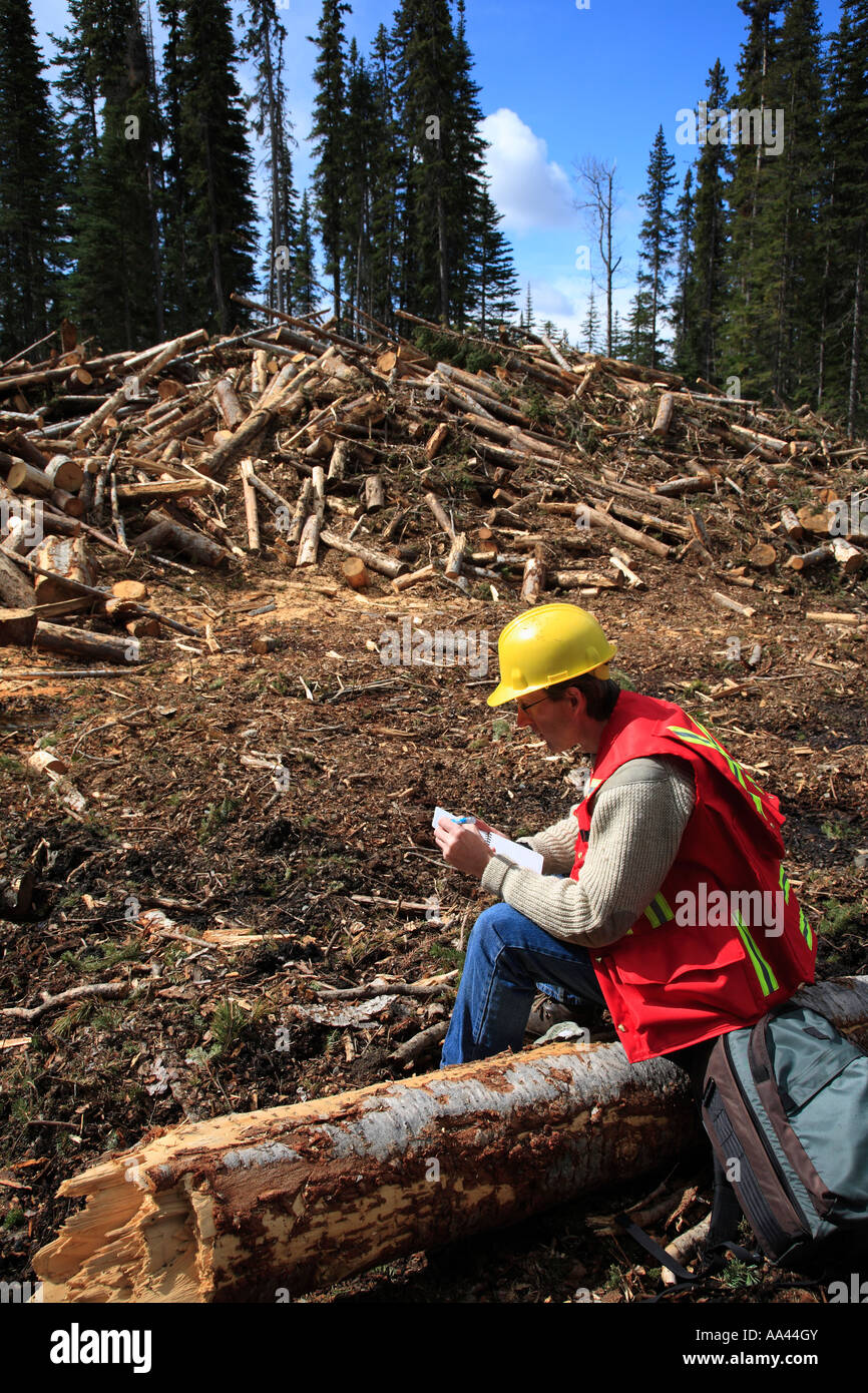 Forest worker examining beetle kill cutblock Smithers British Columbia ...