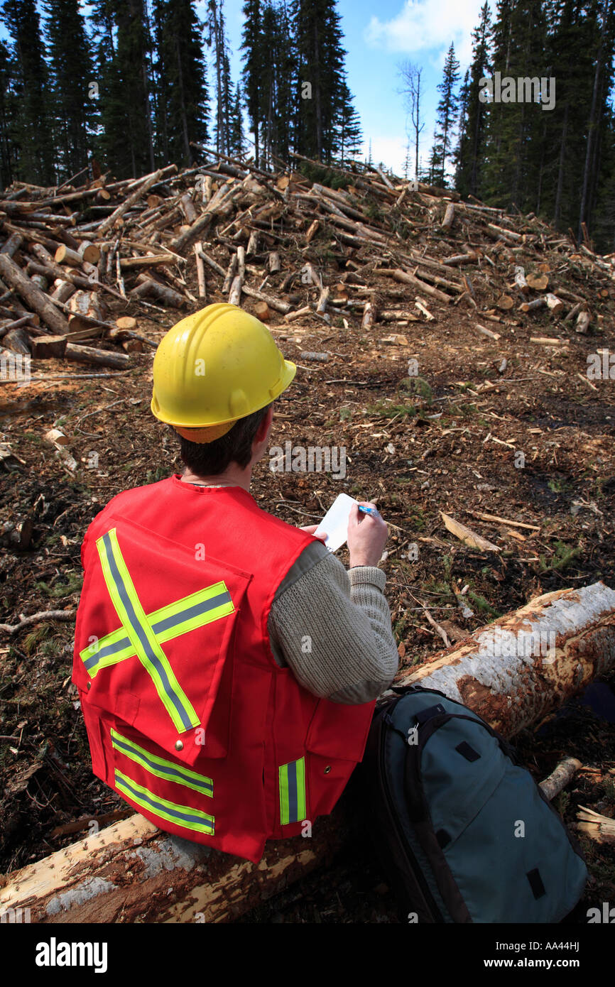Forest worker examining beetle kill cutblock Smithers British Columbia ...
