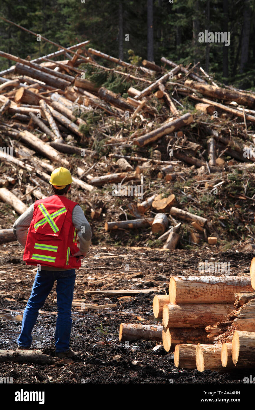 Forest worker examining beetle kill cutblock Smithers British Columbia ...