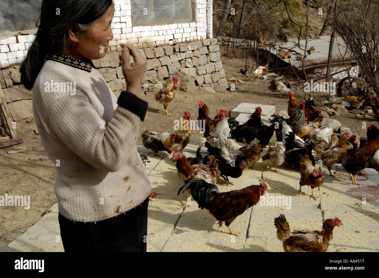 Chinese woman feeding chickens at home in rural Beijing China 22 Apr ...