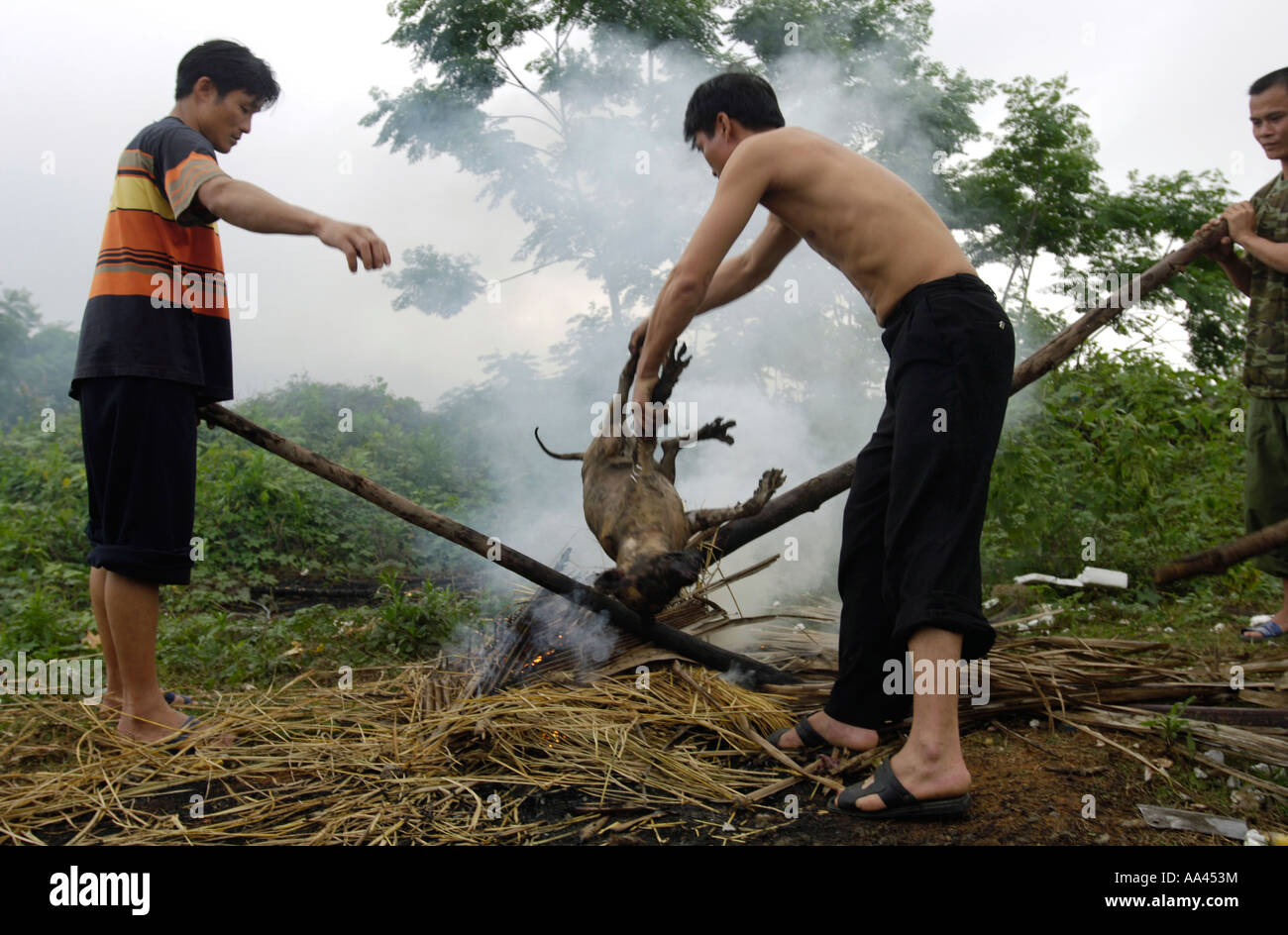 Chinese young men roast a dog in rural Sanya, Hainan, China. Eating dog ...