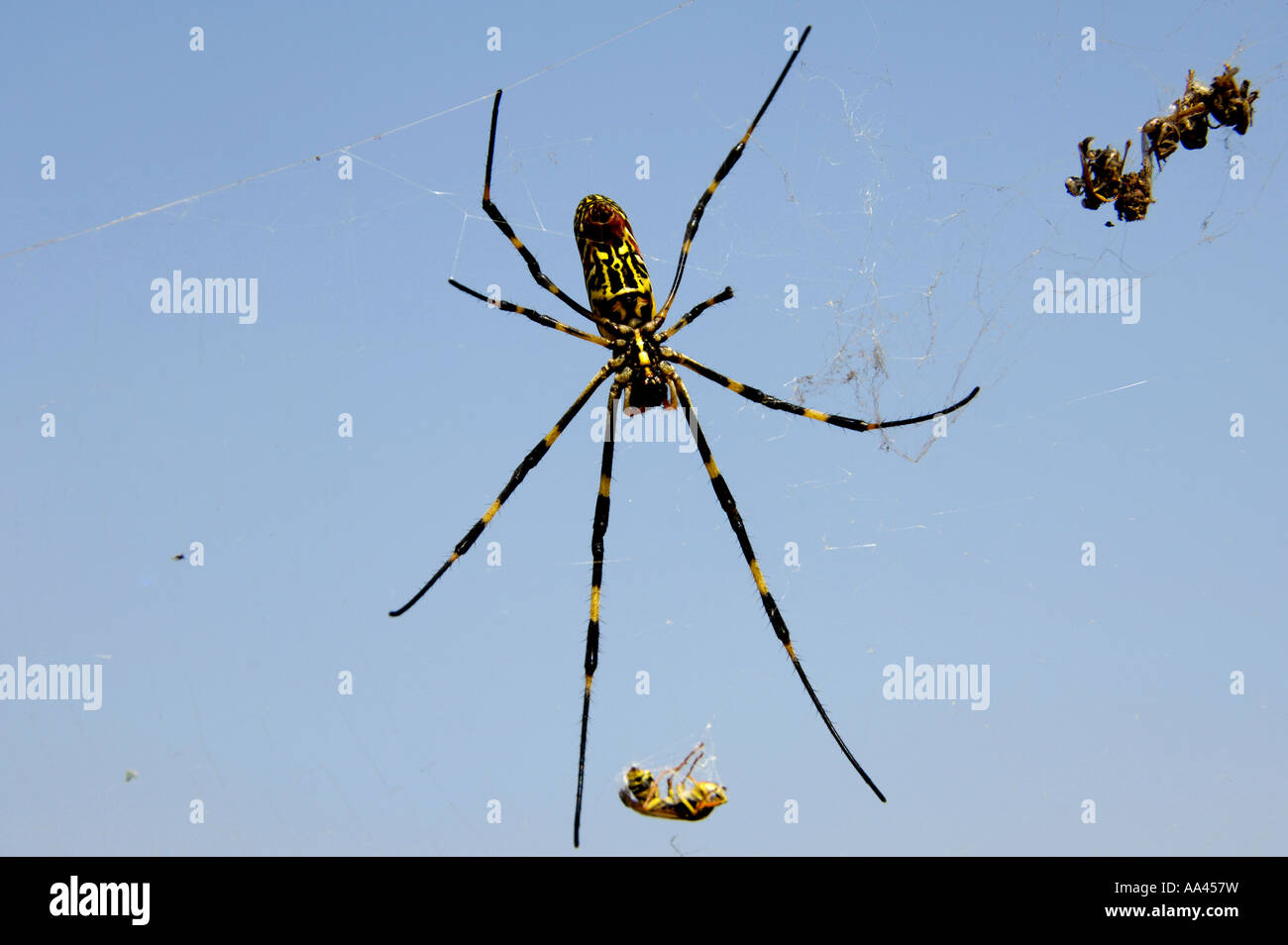 Spider spin hi-res stock photography and images - Alamy