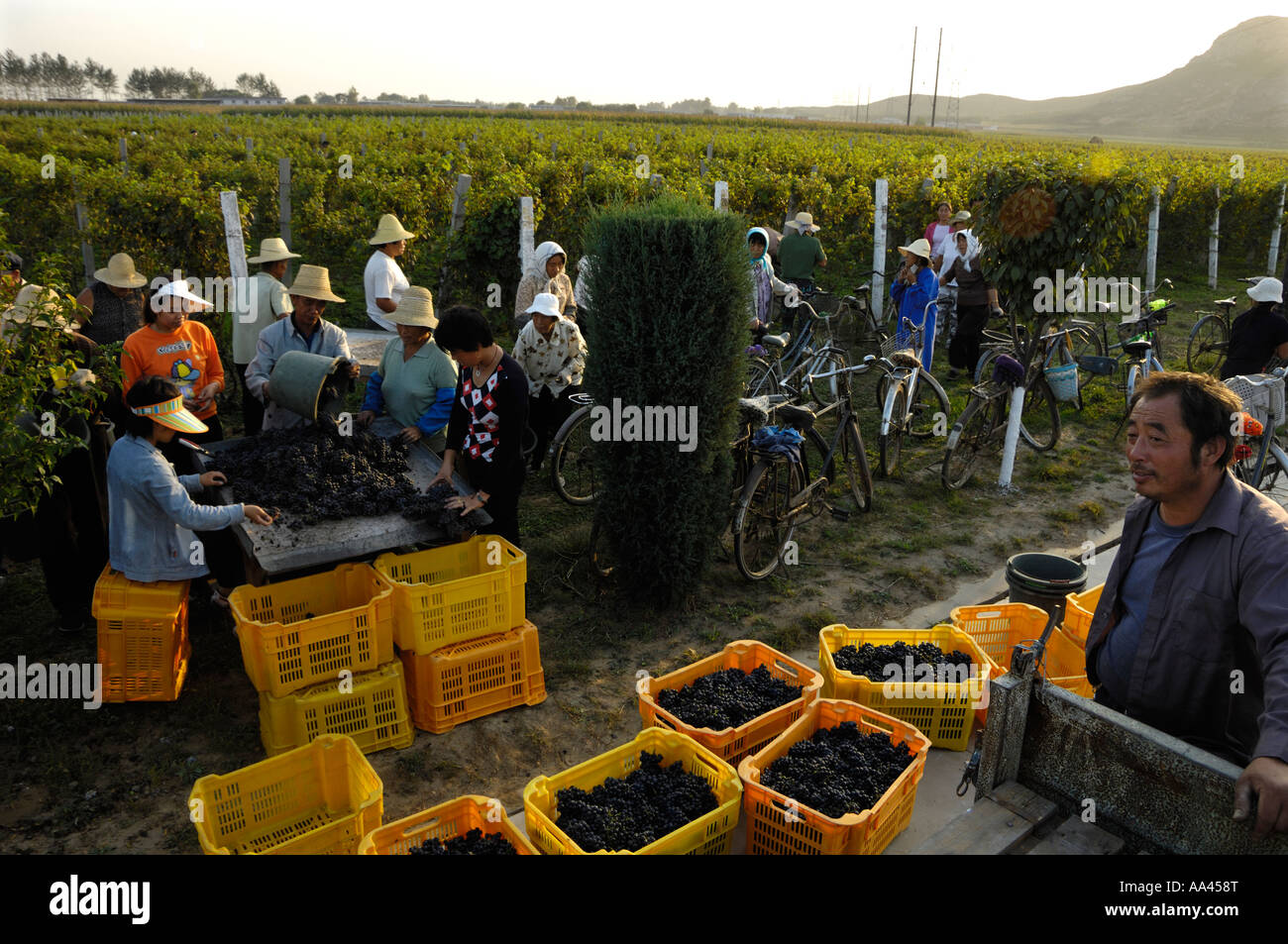 Chinese farmers vineyard hi-res stock photography and images - Alamy