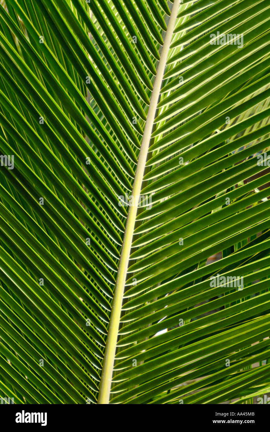 Fan leaf tree hi-res stock photography and images - Alamy