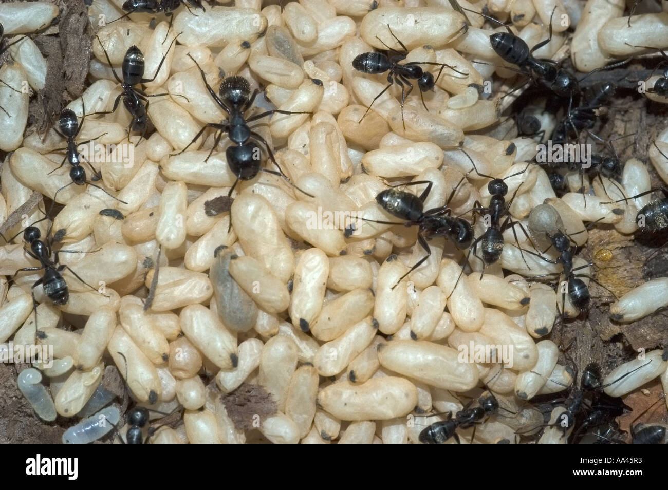 carpenter worker ants tending pupae Stock Photo - Alamy