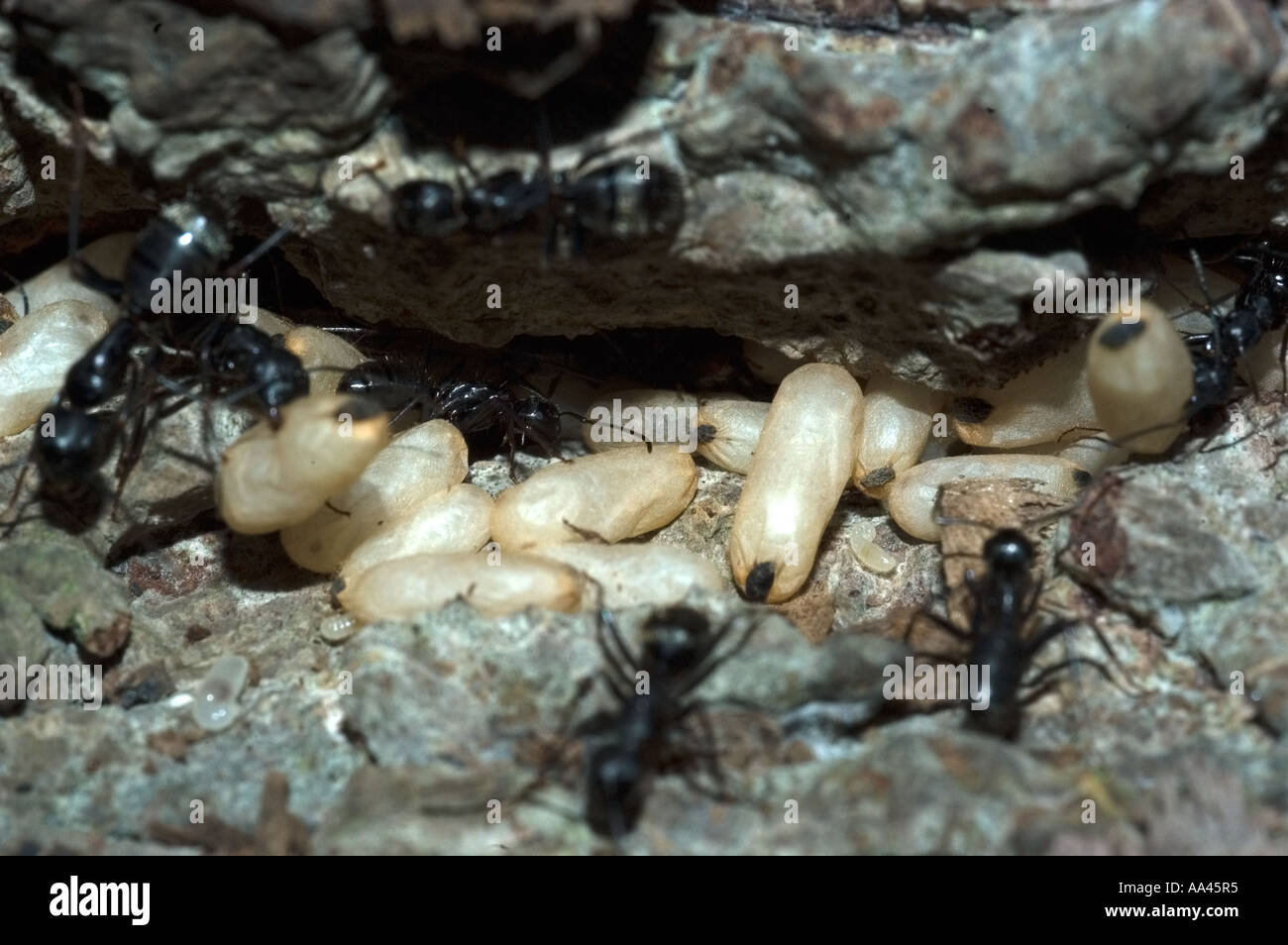 worker ants tending pupae Stock Photo - Alamy