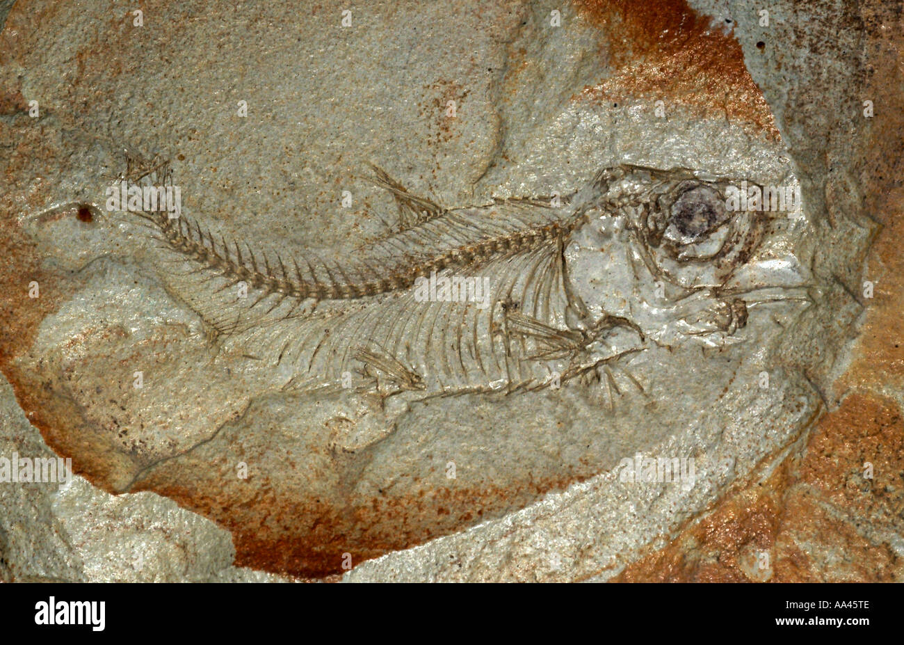 Green river shale hi-res stock photography and images - Alamy