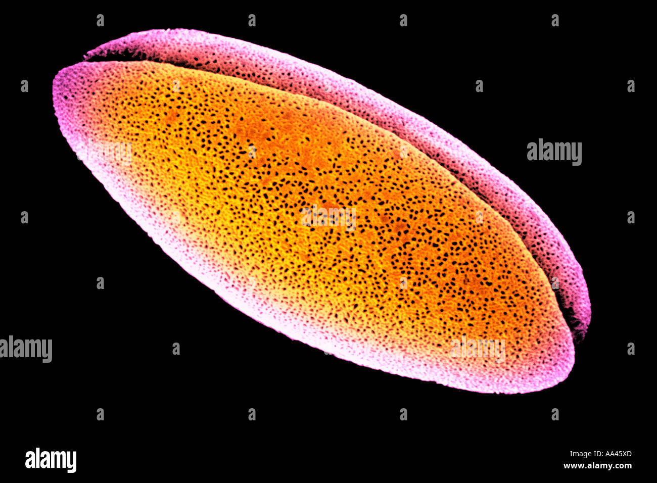 Pollen grain sem hi-res stock photography and images - Alamy