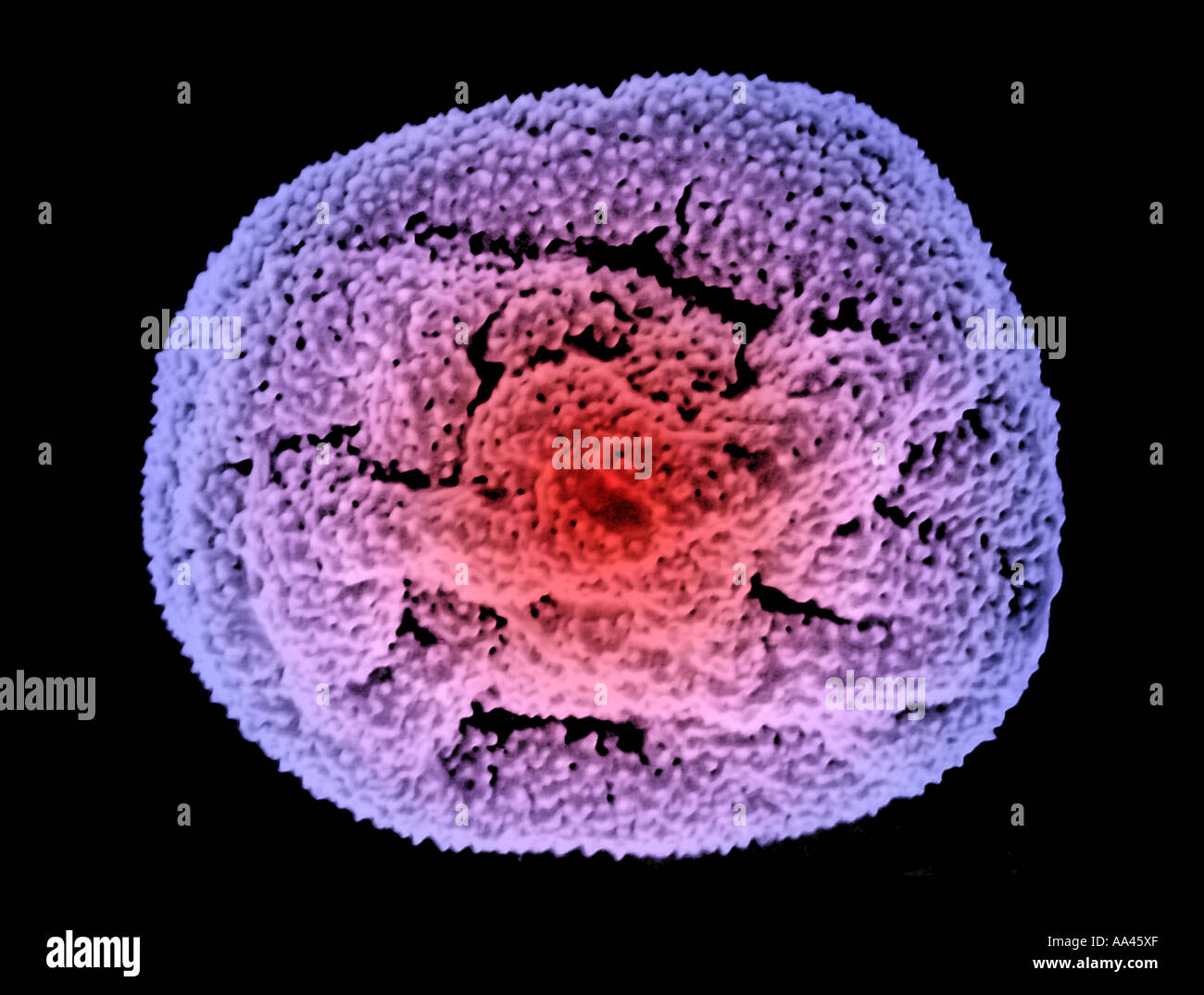 scanning electron micrograph of pollen grain Stock Photo - Alamy