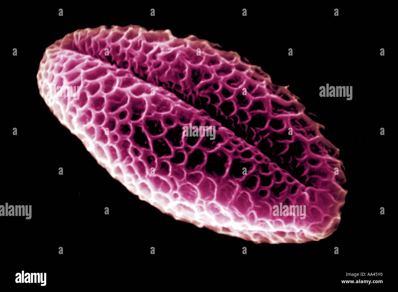 scanning electron micrograph of pollen grain Stock Photo - Alamy
