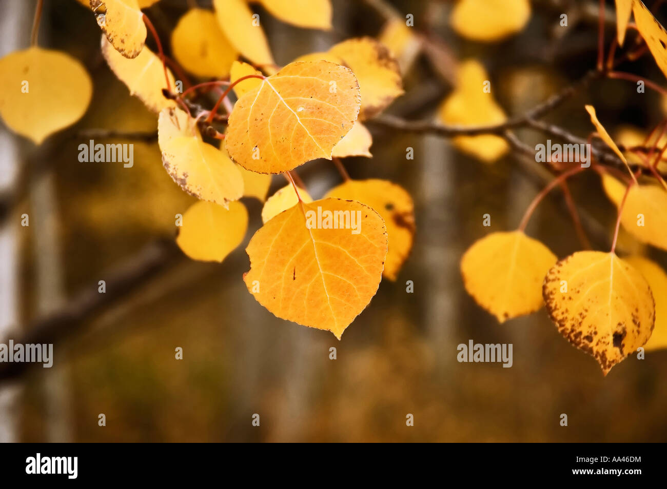 Yellow and gold close up of Aspen leaves in fall colors Stock Photo - Alamy