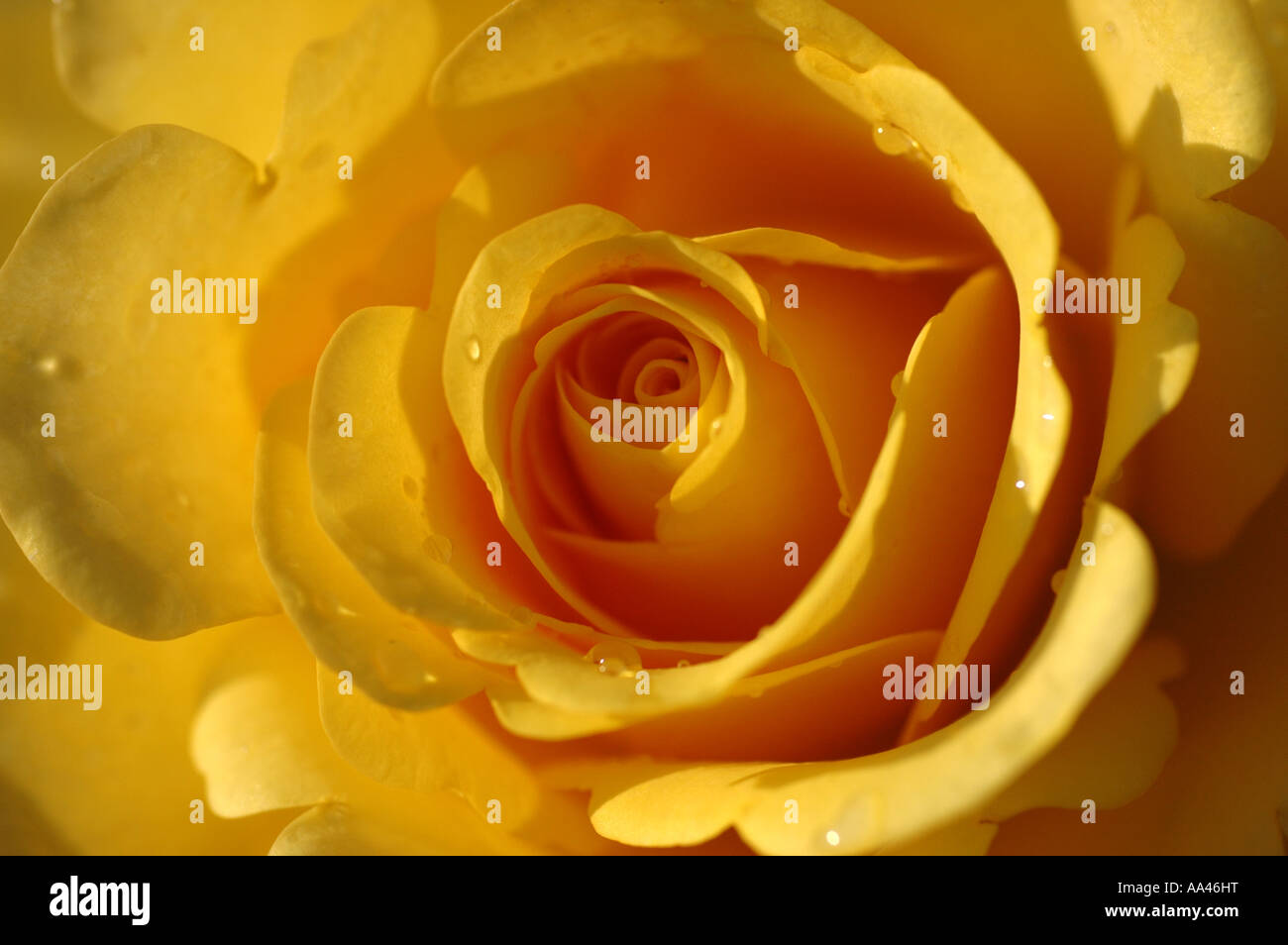 Layers of rose petals hi-res stock photography and images - Alamy