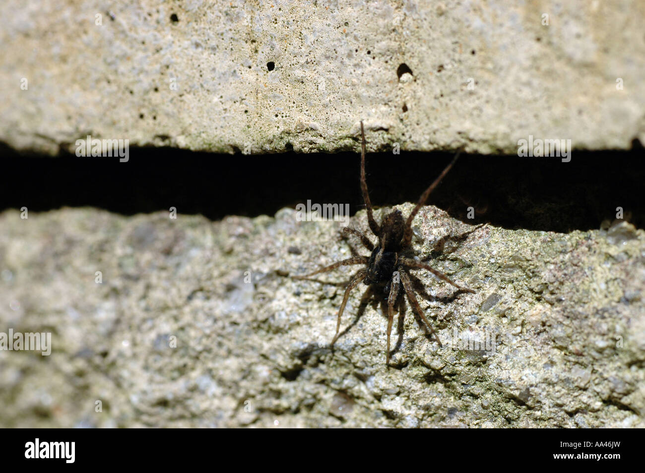 Spider on wall 1 Stock Photo - Alamy