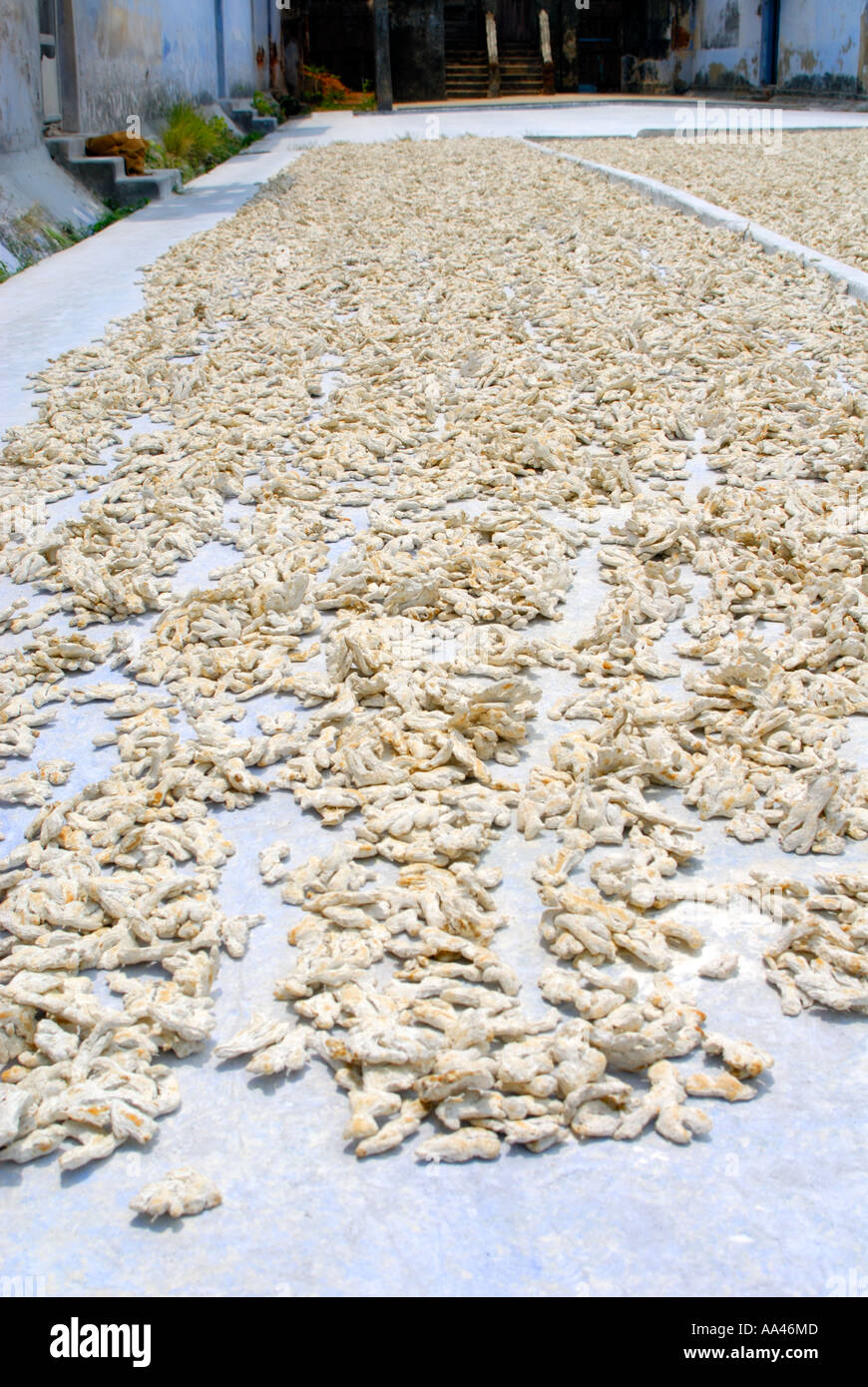 Cochin, Kerala. Fresh ginger spread out on the ground in a courtyard ...