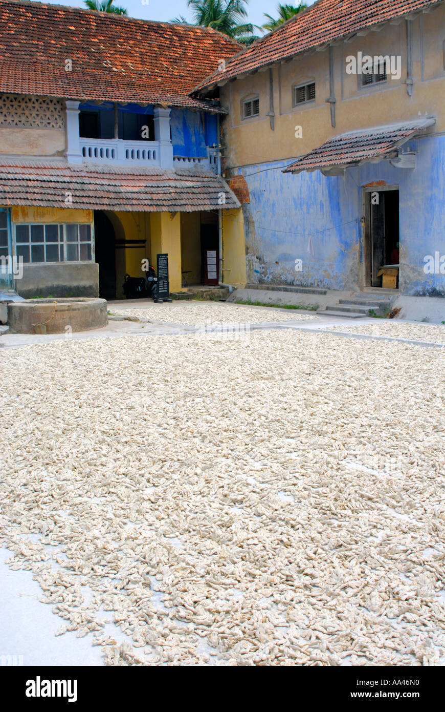 Cochin, Kerala. Fresh ginger spread out on the ground in a courtyard ...
