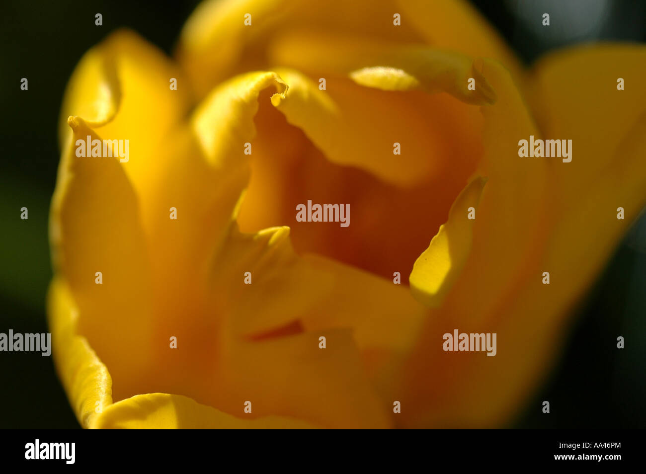 Layers of rose petals hi-res stock photography and images - Alamy