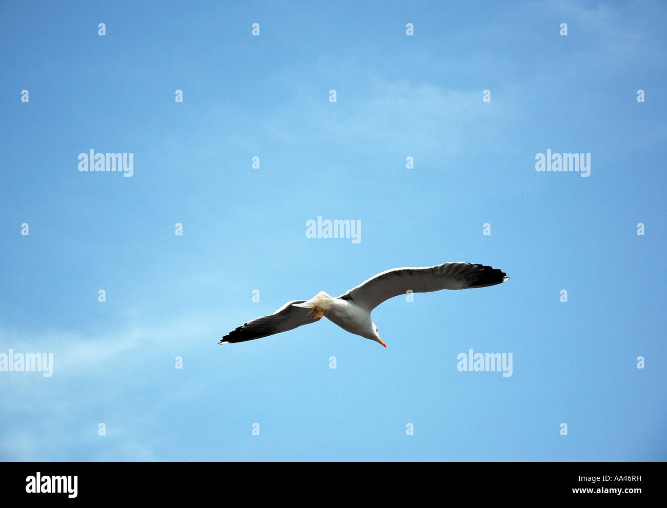 Seagul coastal hi-res stock photography and images - Alamy