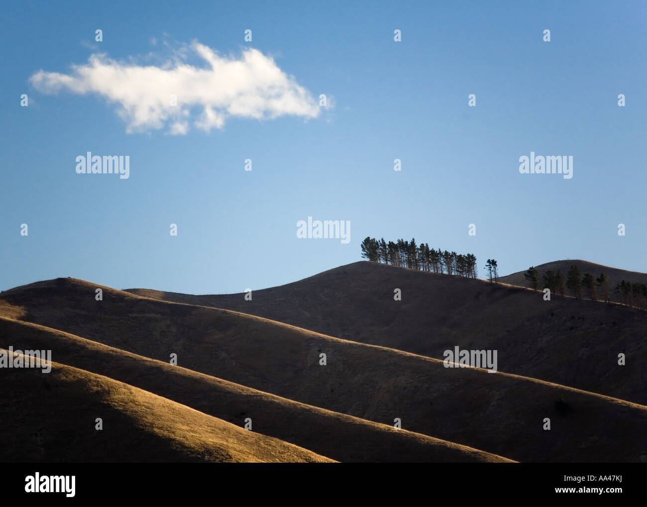 A solitary cloud in a clear blue sky hovers over a row of trees on a ...