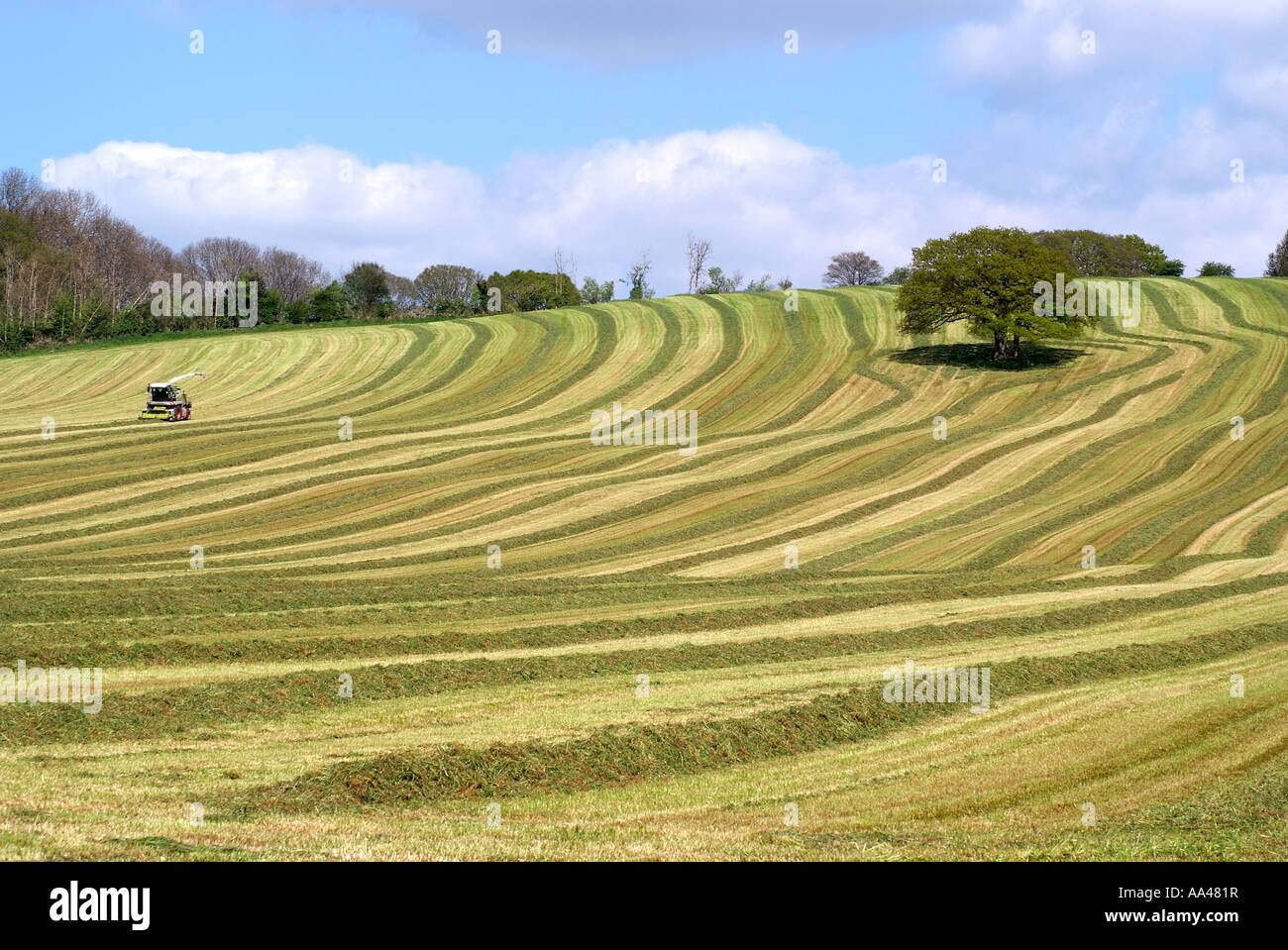 HARVESTING SILAGE GRASS IN ENGLISH FARM Stock Photo - Alamy
