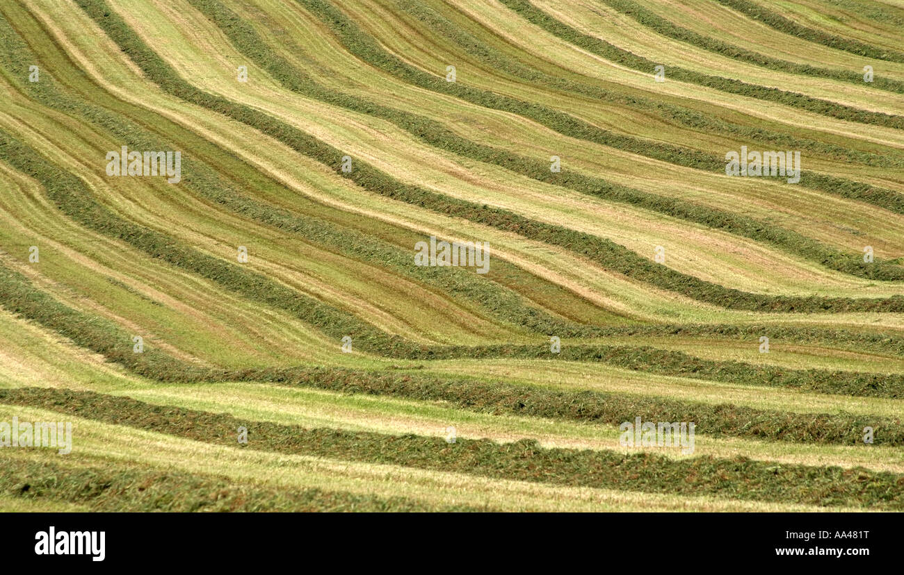 HARVESTING SILAGE GRASS IN ENGLISH FARM Stock Photo - Alamy